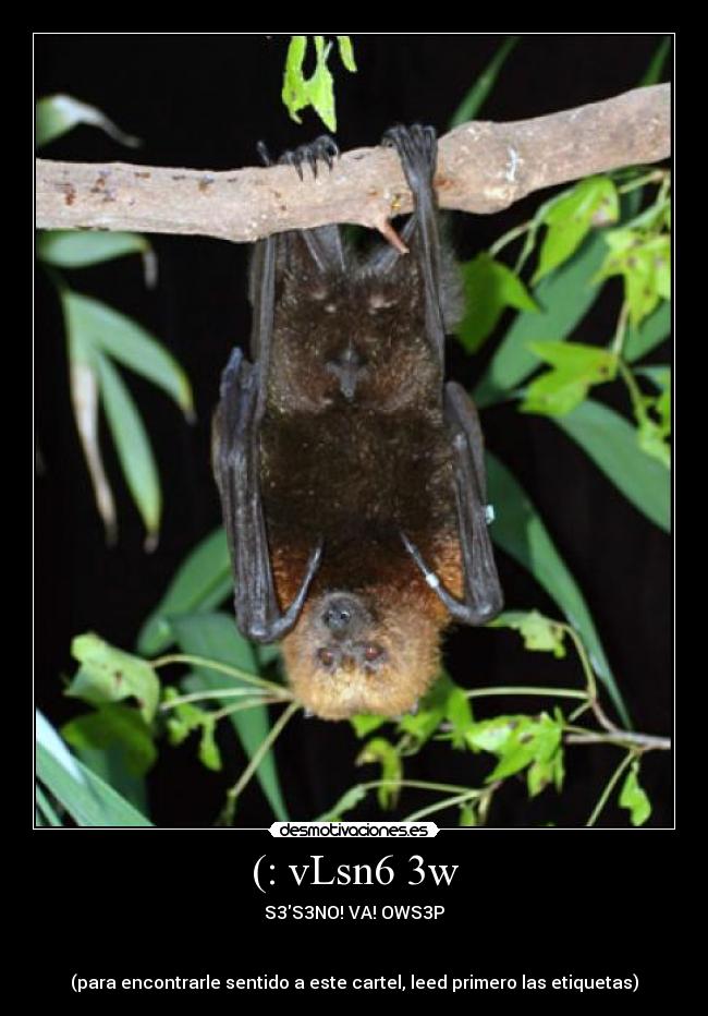 Imágenes y Carteles de MURCIELAGO Pag. 5 | Desmotivaciones