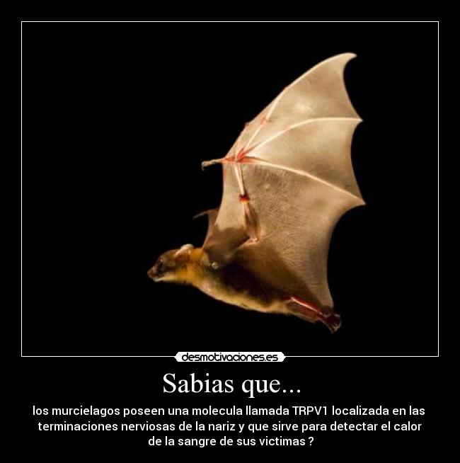 Imágenes y Carteles de MURCIELAGO Pag. 8 | Desmotivaciones