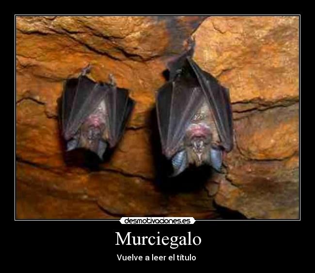 Imágenes y Carteles de MURCIELAGOS Pag. 3 | Desmotivaciones