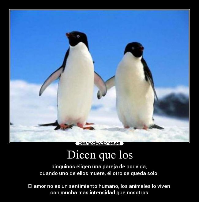 Pingüinos de amor - Imagui