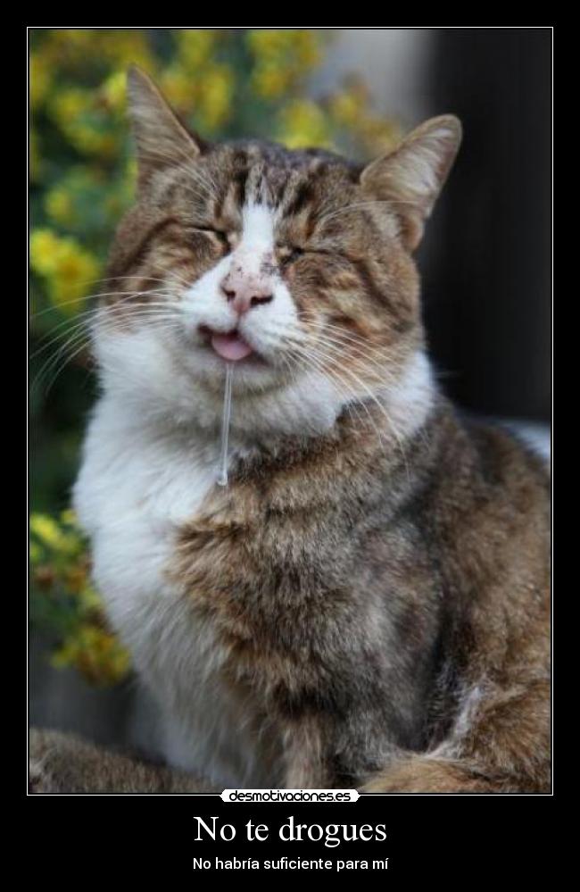 Imágenes y Carteles de GRACIOSAS Pag. 5 | Desmotivaciones