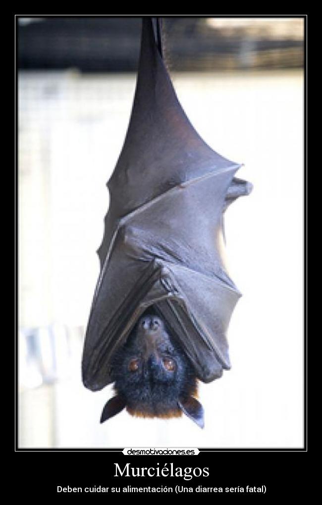 Imágenes y Carteles de MURCIELAGO Pag. 13 | Desmotivaciones