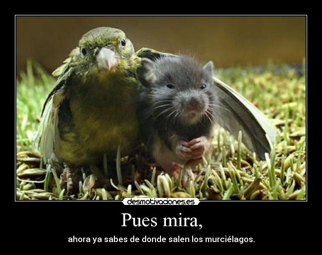 Imágenes y Carteles de MURCIELAGOS | Desmotivaciones