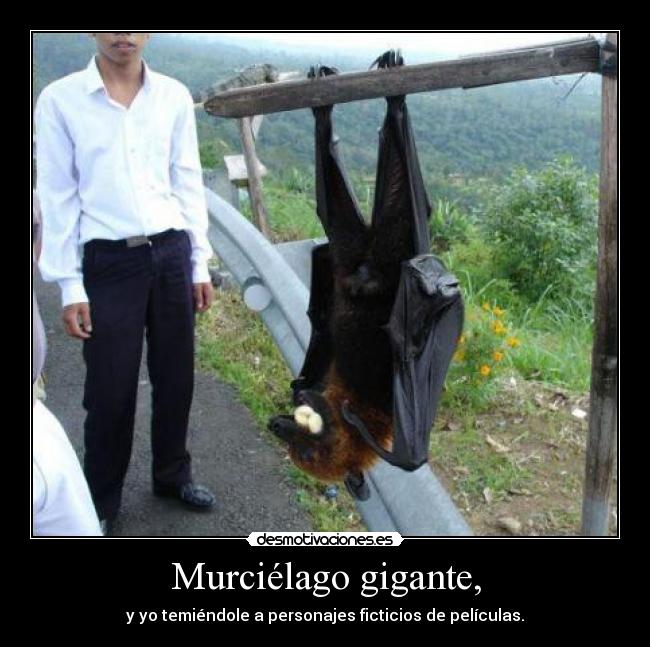Imágenes y Carteles de MURCIELAGO Pag. 5 | Desmotivaciones