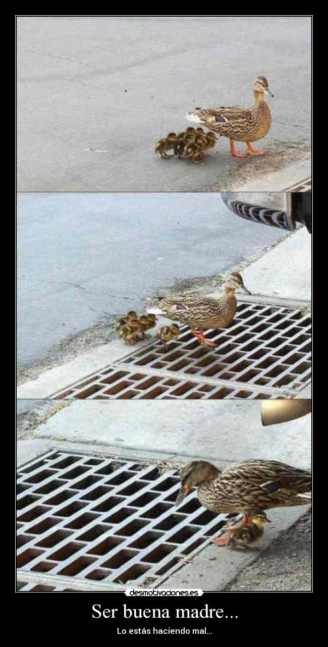 Imágenes y Carteles de GRACIOSAS Pag. 508 | Desmotivaciones