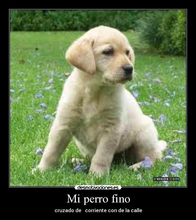 Mi perro fino | Desmotivaciones