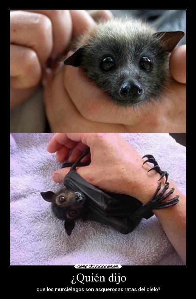 Imágenes y Carteles de MURCIELAGOS | Desmotivaciones