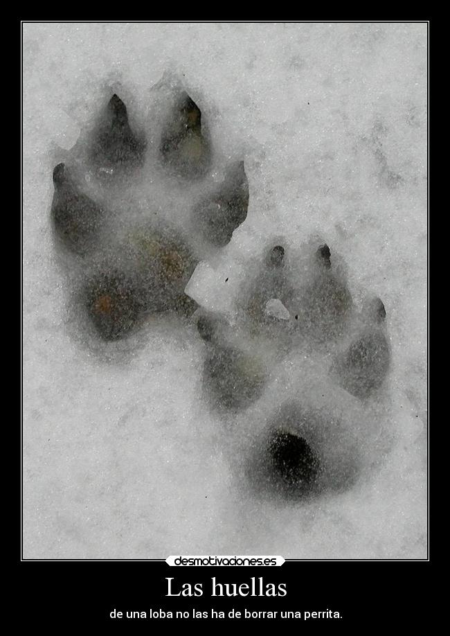 Las huellas | Desmotivaciones