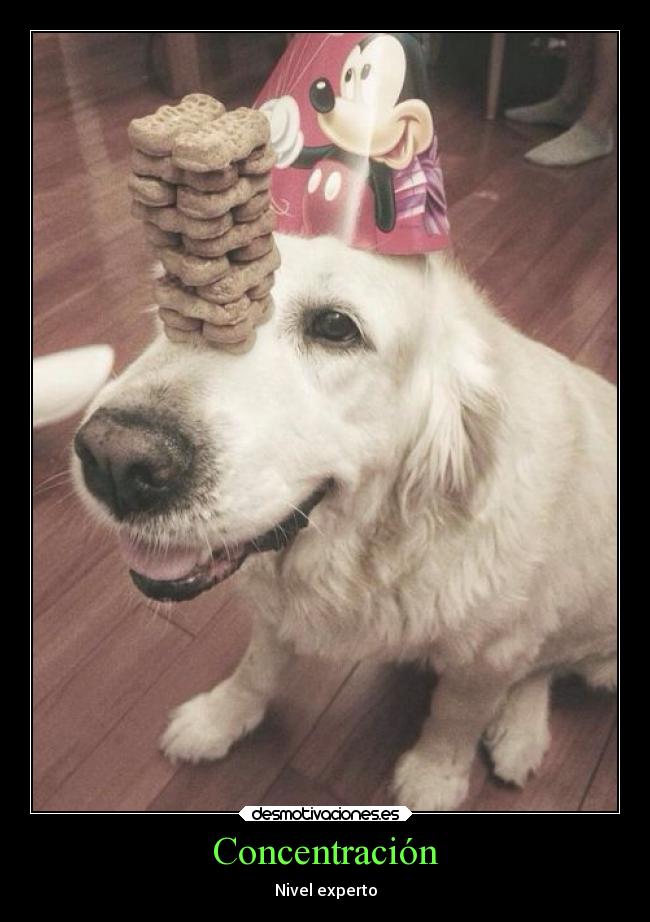 Imágenes y Carteles de GRACIOSAS Pag. 236 | Desmotivaciones