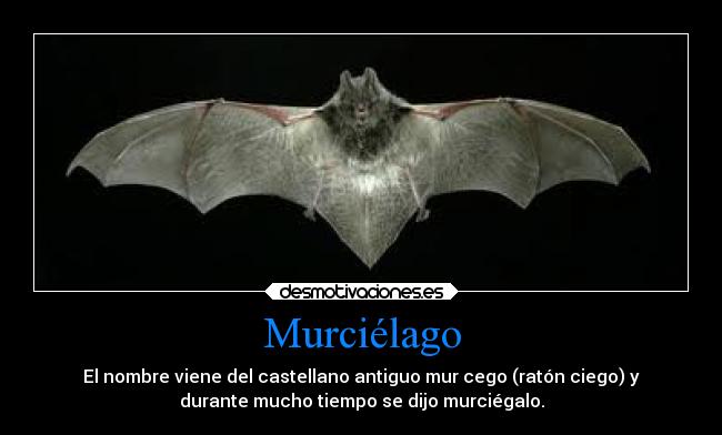 Imágenes y Carteles de MURCIELAGO | Desmotivaciones