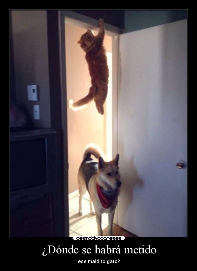 Imágenes y Carteles de GRACIOSAS Pag. 128 | Desmotivaciones